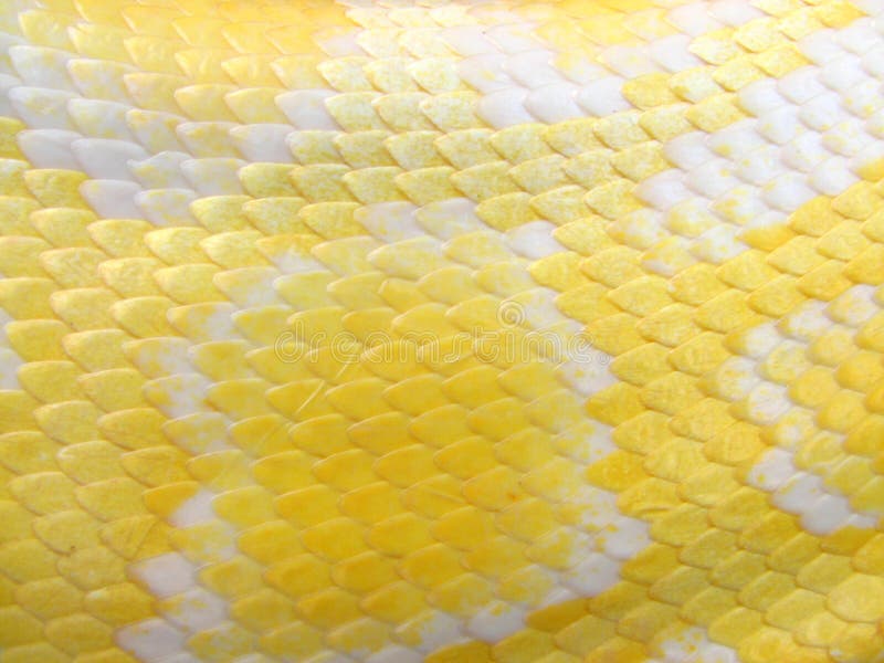 Albino slangenhuidpatroon stock foto. Image of patroon - 8545436