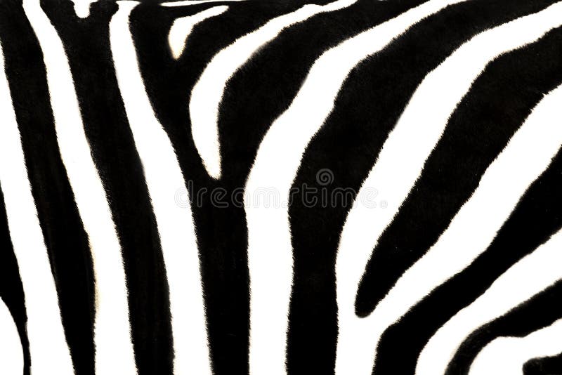 Het patroon van de zebra stock foto. Image of strepen - 17505104