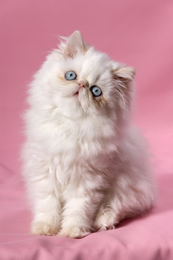 Perzisch Crème Point Kitten Stock Foto - Image of kleur, kijk: 18322396