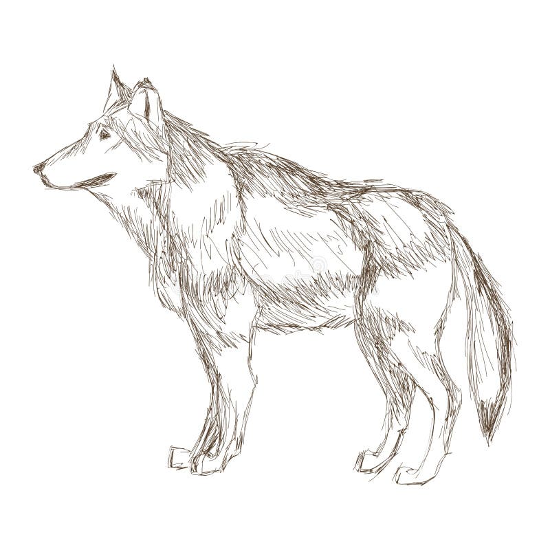 Het Pictogram Van De Wolfs Sideview Schets Stock Illustratie ...