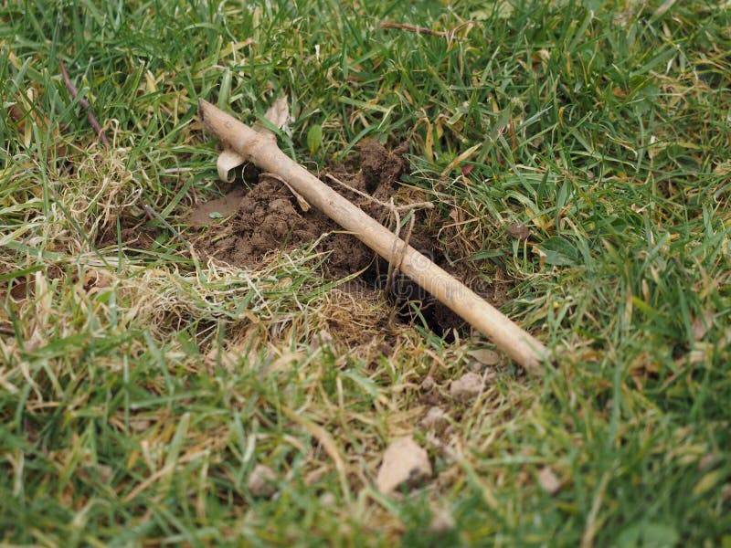 Een mollenval zetten stock afbeelding. Image of apparaat - 54766861