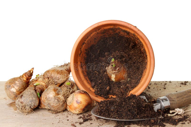 Het planten van bollen stock foto. Image of groen, hout - 21509848