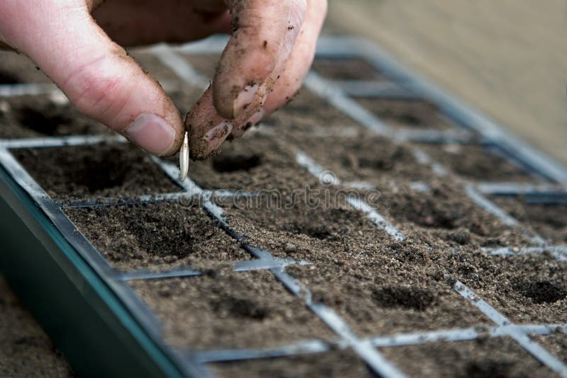 Het planten van een zaad stock afbeelding. Image of groei - 4475867
