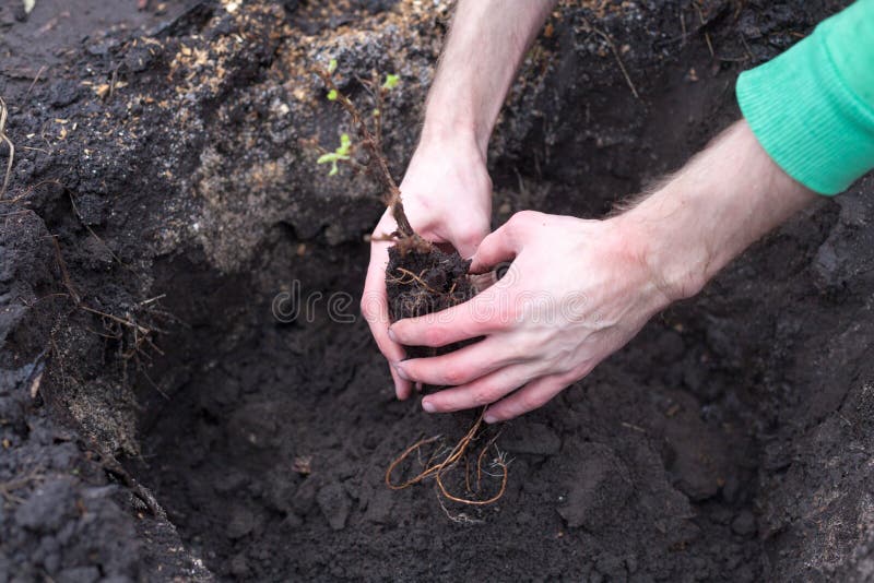 Het Planten Van Een Zaailing Close-upbeeld Die Van Mannelijke Handen ... Het Planten Van Een Zaailing Close-upbeeld Die Van Mannelijke Handen ...
