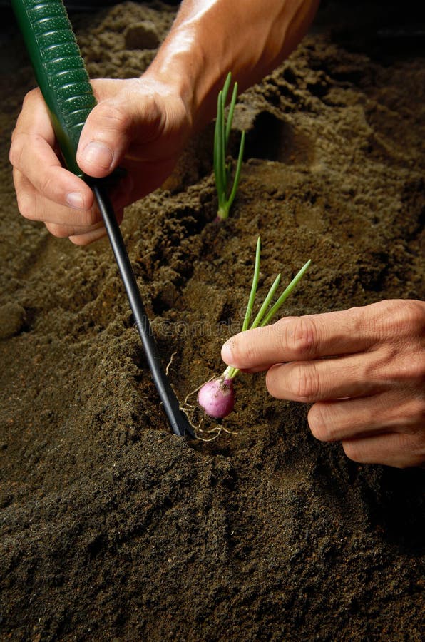 Het planten van Ui stock foto. Image of ijzer, achtergrond - 21963852