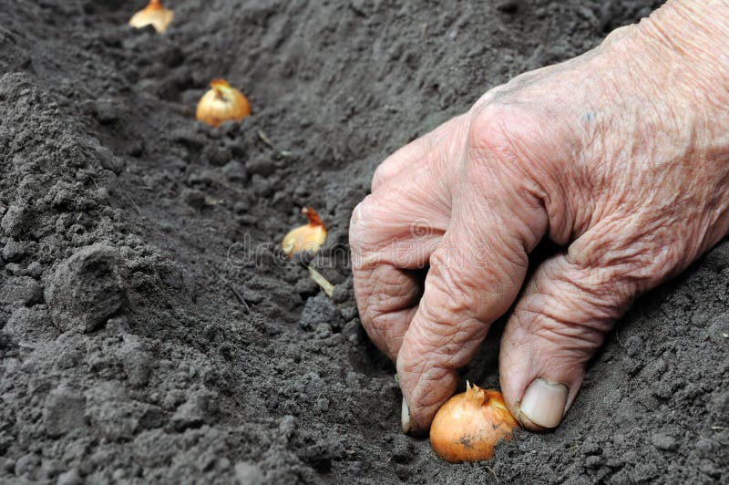 Uien planten stock foto. Image of zorgvuldig, grond, gebied - 28924210