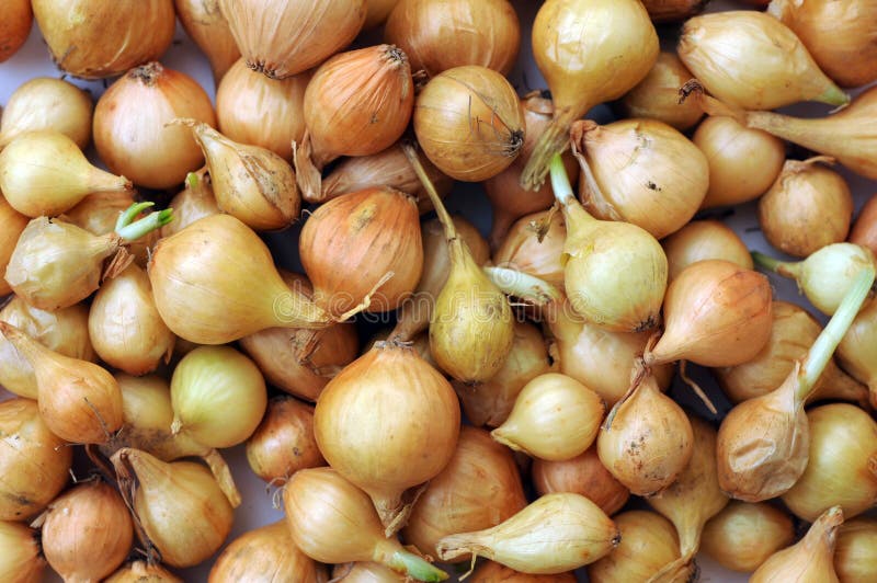 Het planten van ui stock foto. Image of gezond, lokaal - 33854848
