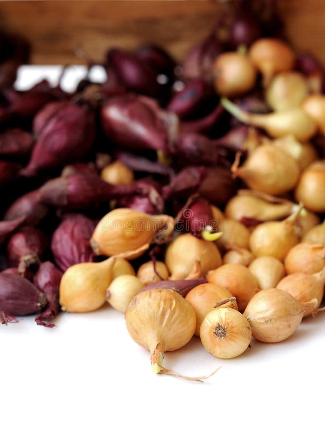 Het planten van ui stock afbeelding. Image of voedsel - 39636071