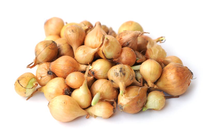 Uien planten stock foto. Image of nave, oogst, plantaardig - 39636142