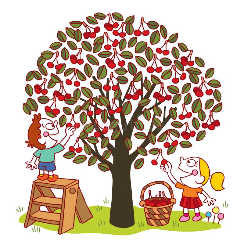 Het plukken kersen vector illustratie. Illustration of geïsoleerd ...
