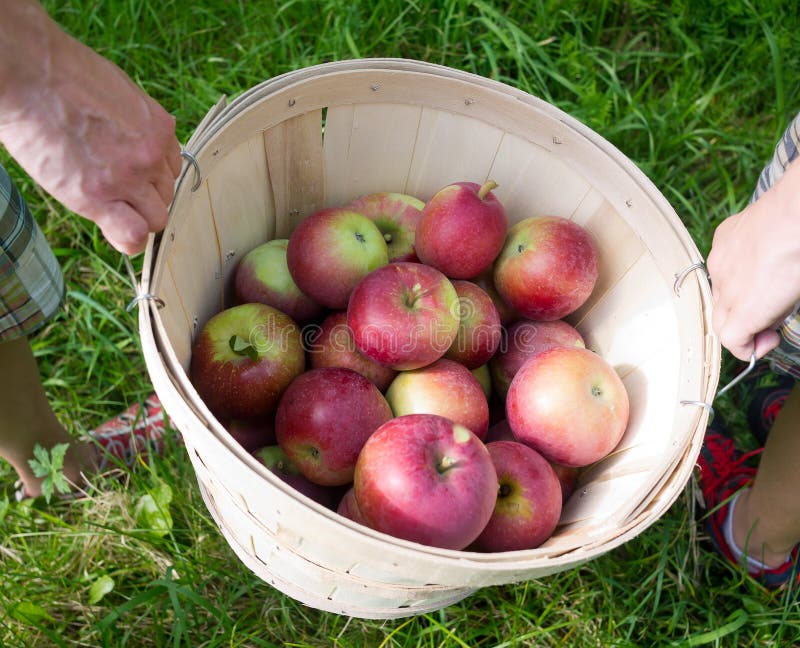 Appels Plukken Met Het Gezin Stock Afbeelding - Image of familie ...