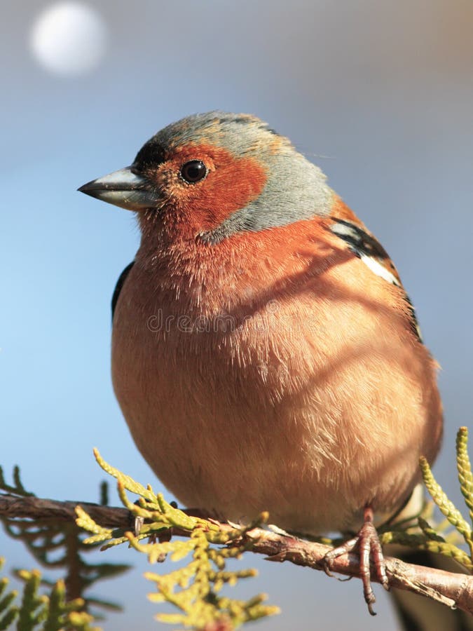 Vinkvogel Die Omhoog Eruit Zien Stock Afbeelding - Afbeelding bestaande ...