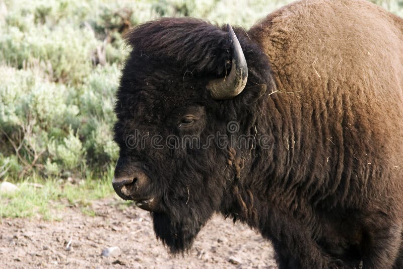 Buffelportret stock foto. Image of bont, wyoming, dier - 2817968