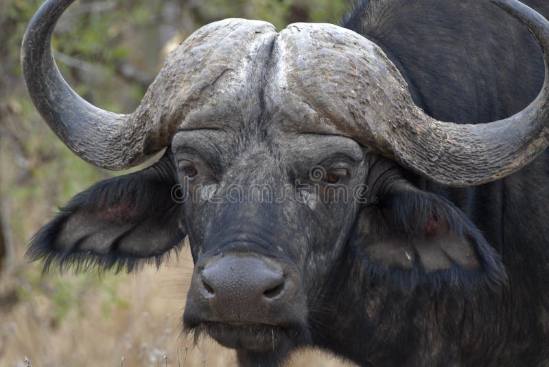 Buffelportret stock foto. Image of wildernis, groot, portret - 6776332
