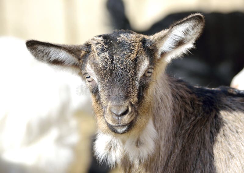 De geit van de baby stock foto. Image of haar, geit, jong - 28553030