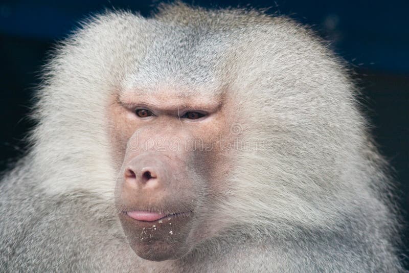 Het Portret van de baviaan stock afbeelding. Image of zilver - 10819243