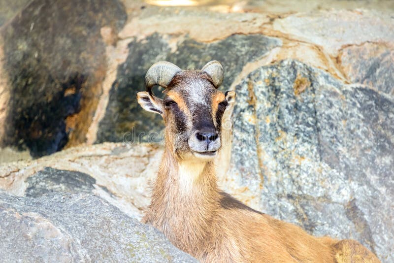 Het Portret Van De Berggeit Stock Foto - Image of hoofd, geiten: 33047792