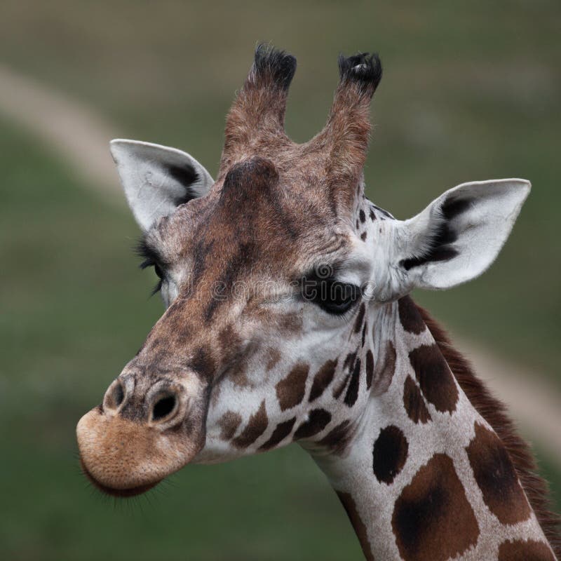 Giraf stock afbeelding. Image of dier, giraf, zoogdier - 95583785