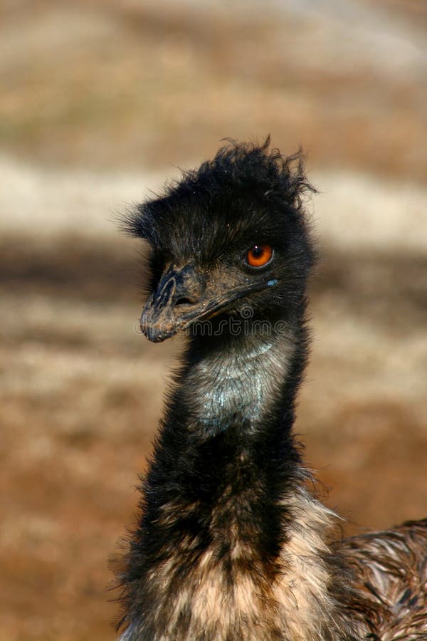 Het Portret van de emoe stock afbeelding. Image of helder - 12613863