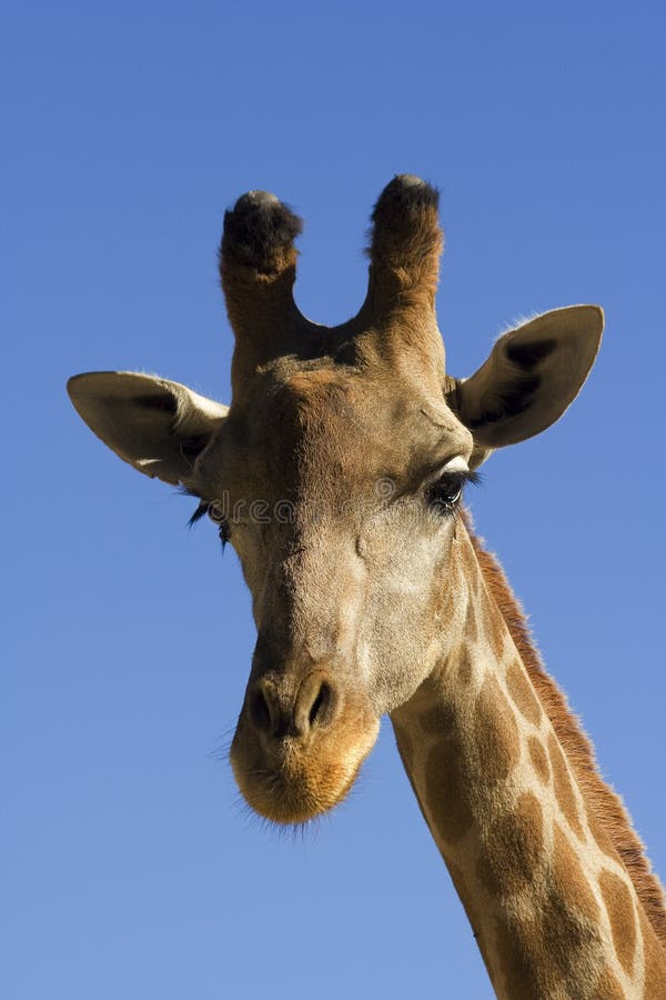 Giraffenportret stock afbeelding. Image of dier, groot - 1427979