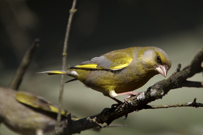 Het Portret Van De Groen-vink Stock Foto - Image of mannetje, zitting ...
