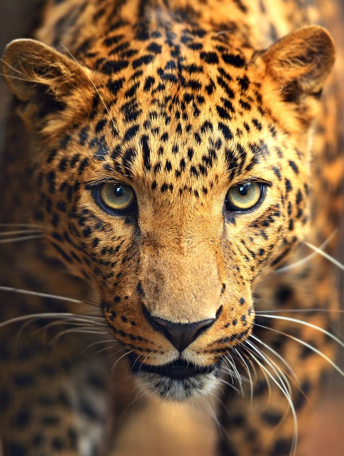 Het Portret Van De Luipaard Stock Foto - Image of afrika, dier: 27398352