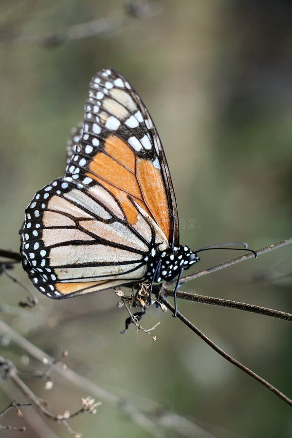 Het Portret Van De Monarchvlinder Stock Afbeelding - Image of vervagen ...