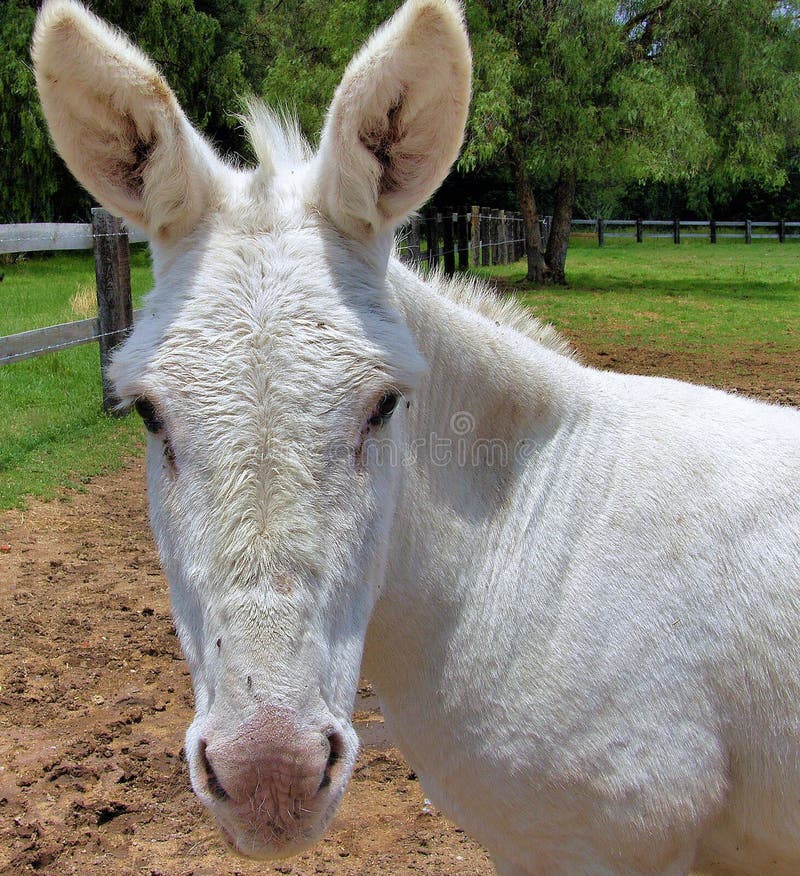 Het Portret Van De Muilezel Stock Foto - Image of harig, portret: 3779364