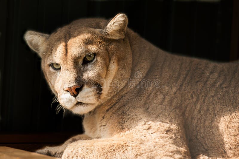 Portret van een poema stock afbeelding. Image of portret - 58044021