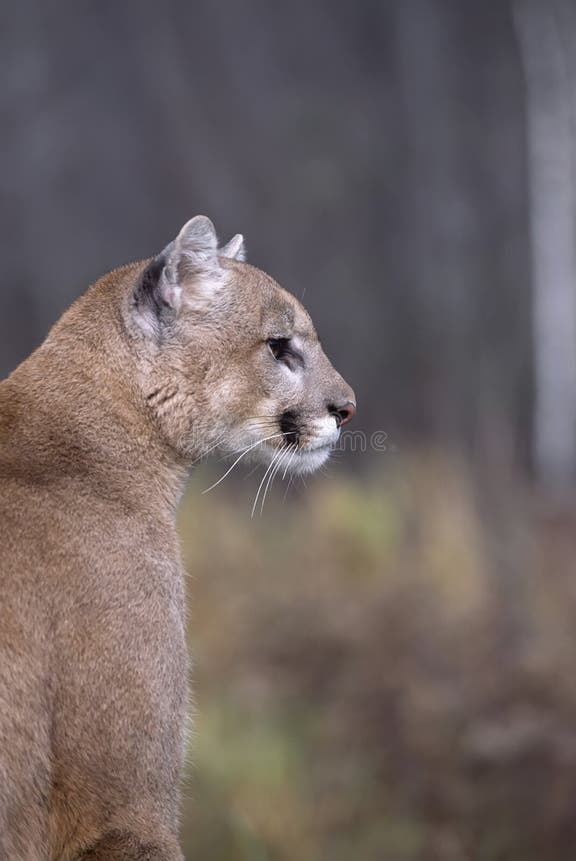 Het portret van de poema stock afbeelding. Image of gevaar - 5940097