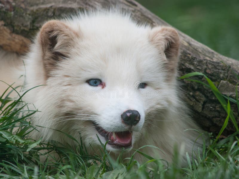 Portret van een poolvos stock afbeelding. Image of kleur - 57468089