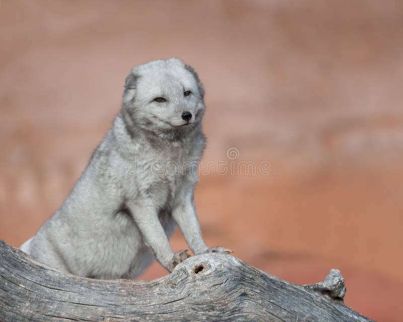 Het Portret van de Poolvos stock afbeelding. Image of bruin - 63617551