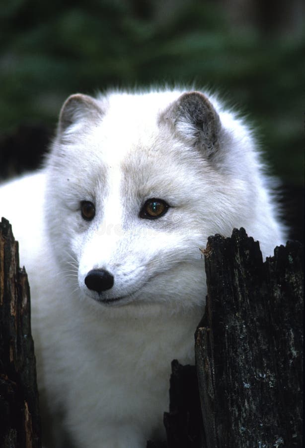 Portret van een Poolvos stock afbeelding. Image of noordpool - 9011147