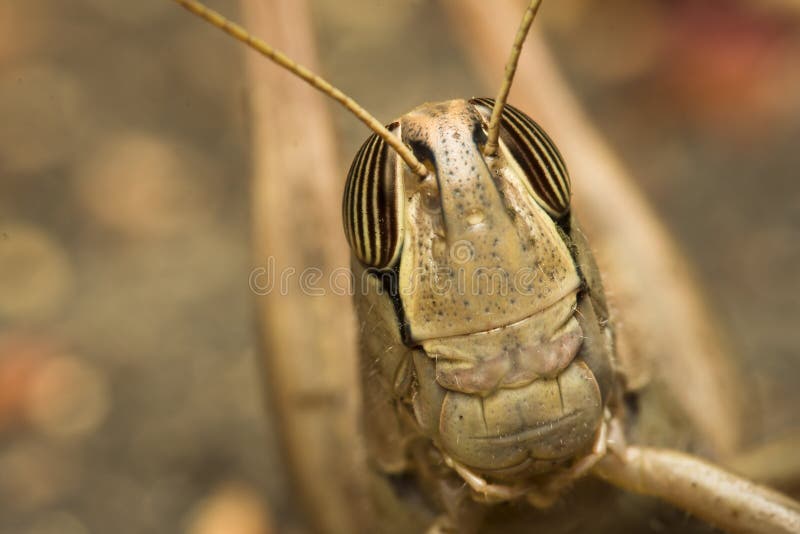 Het Portret Van De Sprinkhaan Stock Foto - Image of installatie, israël ...