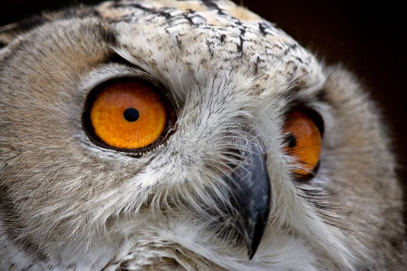 Het portret van de uil stock afbeelding. Afbeelding bestaande uit veer ...