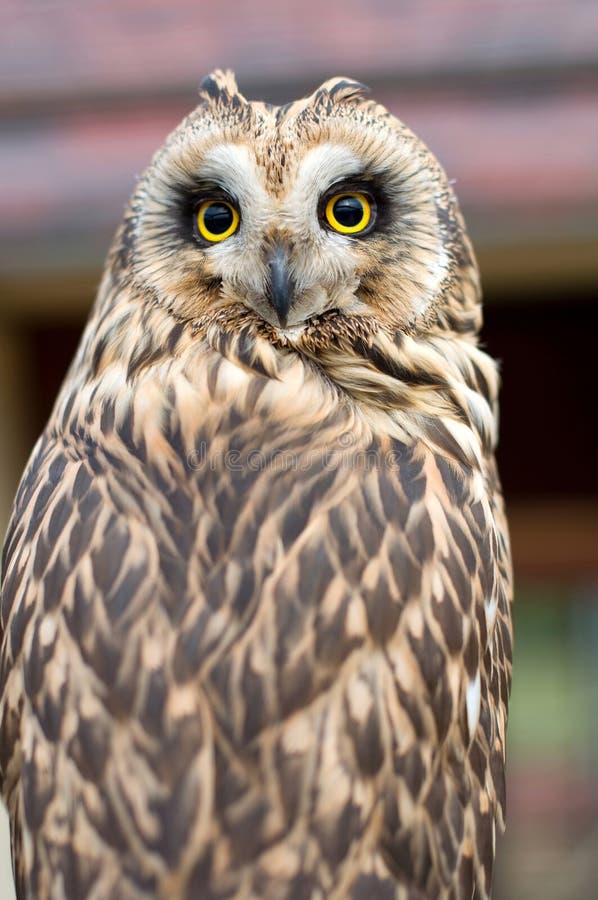 Uilenportret stock afbeelding. Image of status, prooi - 13938167