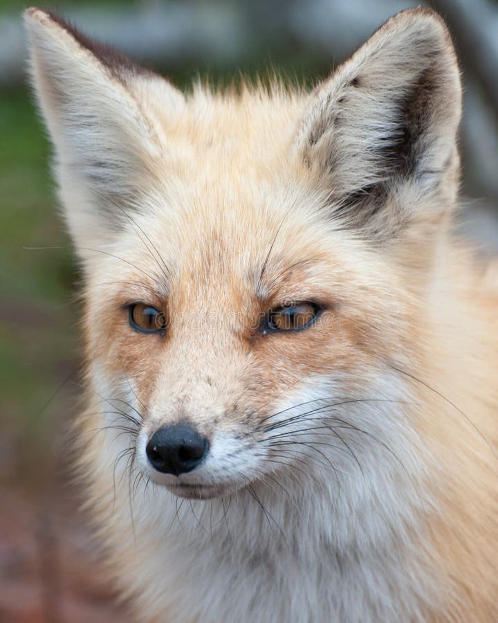 Rode Vos Met Het Bleke Ogen Staren Stock Foto - Image of grijs, ogen ...