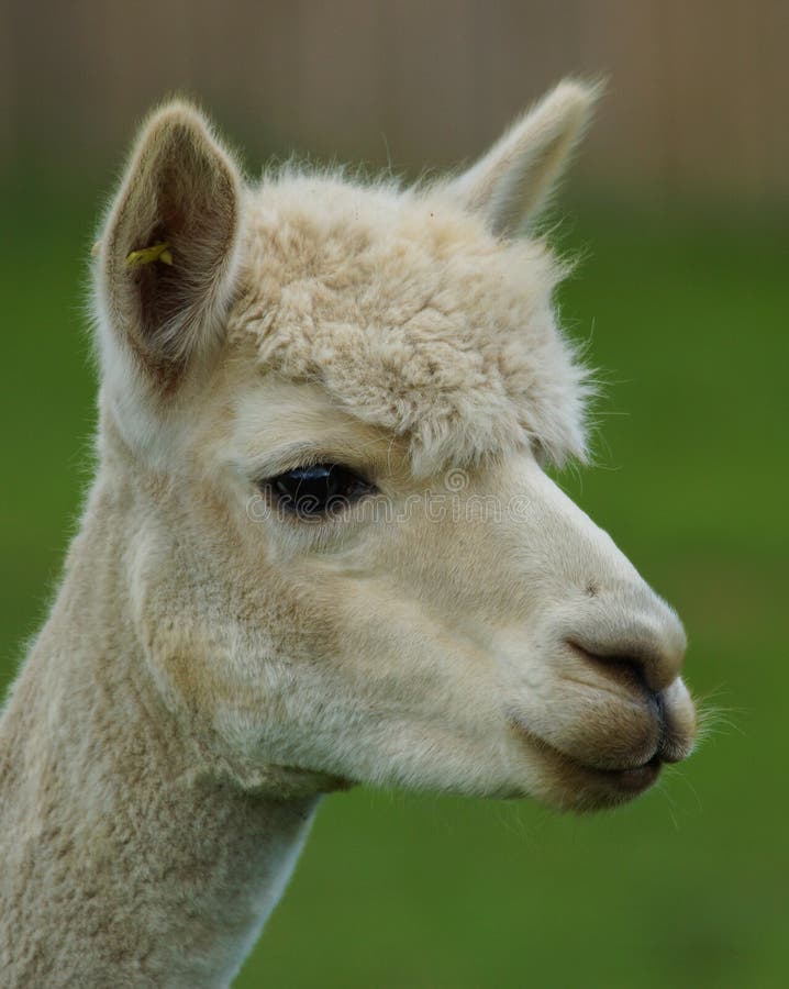 Het Portret Van De Lama Van De Alpaca in Daling Stock Foto - Image of ...