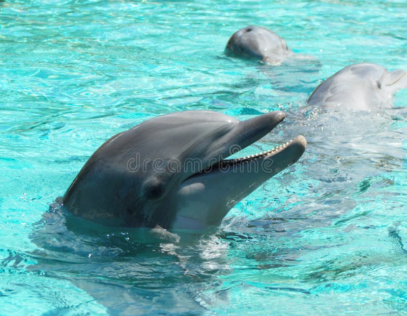 Het Profiel van de dolfijn stock afbeelding. Image of spel - 5559869