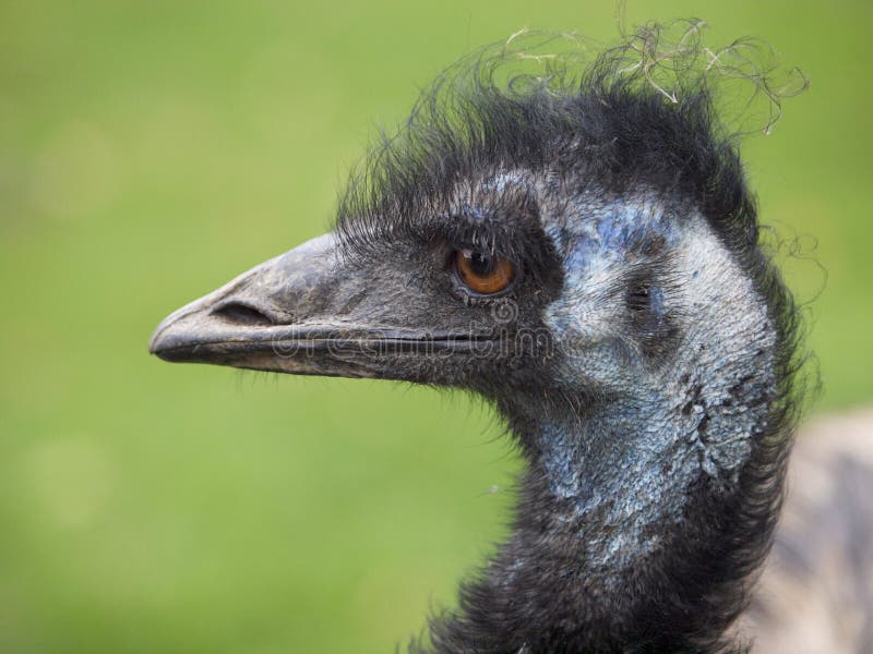 Het profiel van de emoe stock afbeelding. Image of rekening - 22473823