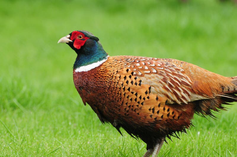 Het profiel van de fazant stock foto. Image of spel, landelijk - 11575618