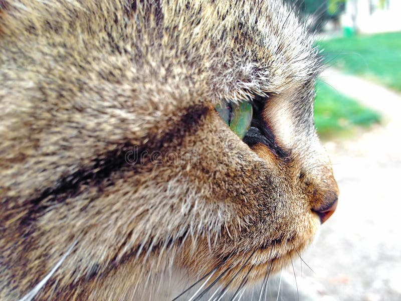 Het Profiel van de kat stock foto. Image of bont, leuk - 22855420