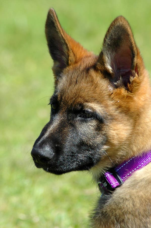 Het puppy van Alsation stock foto. Image of dier, tentoonstelling - 1276752