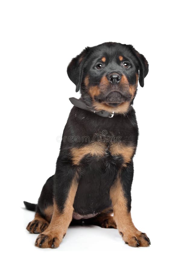 Het puppy van Rottweiler stock foto. Image of zoogdier - 24481180