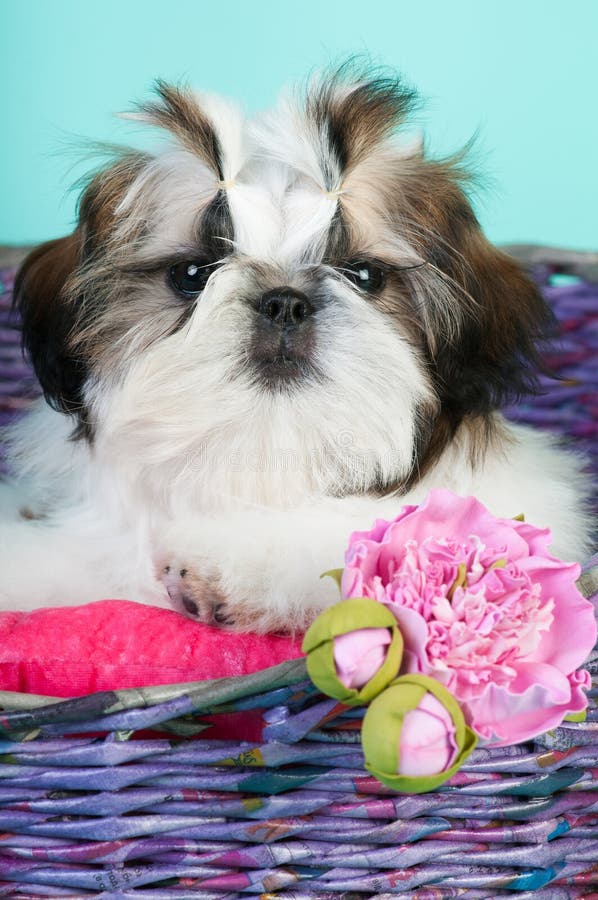 Het Puppyportret Van Shihtzu Bij Studio Stock Foto - Image of portret ...
