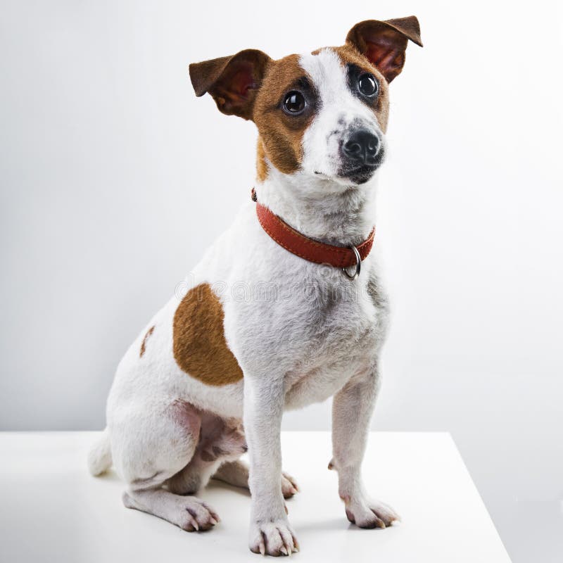 Het Ras Jack Russell Terrier Van De Jongenshond Stock Afbeelding ...