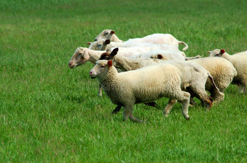 Lacaune Schaap Een Frans Ras Dat Melk Produceert Voor De ...