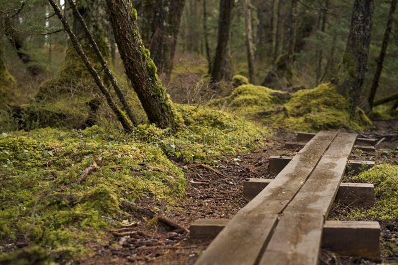 Het Regenwoud Van Alaska Met Promenade Stock Foto - Image of modder ...