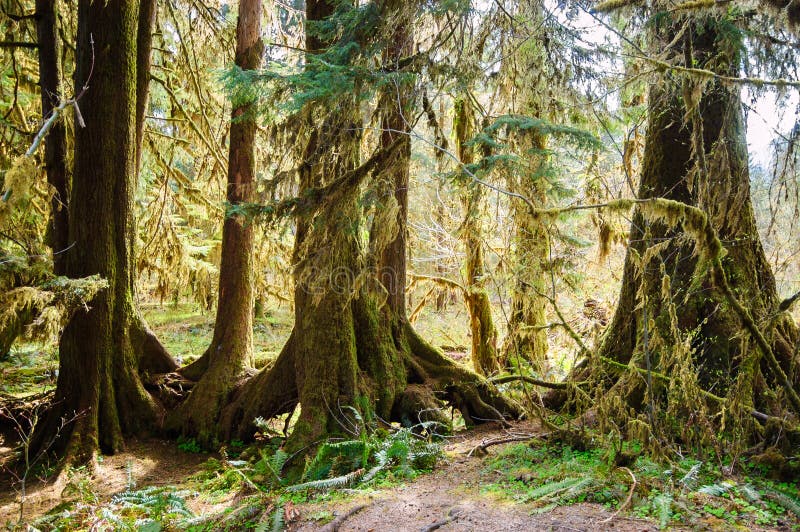 Het Regenwoud Van Hoh, Olympisch Nationaal Park Stock Foto - Image of ...