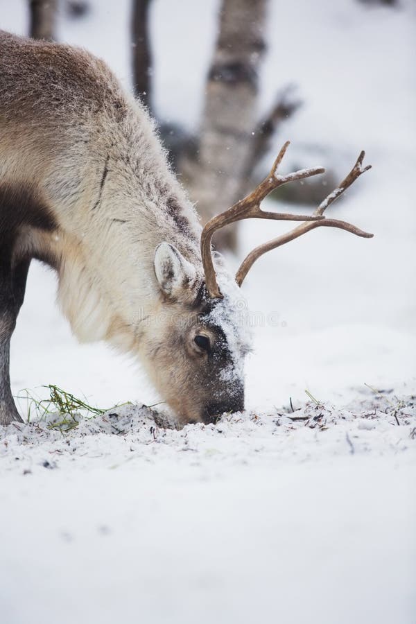 Het Rendier Eet Gras in Een De Winterbos Stock Foto - Image of koude ...